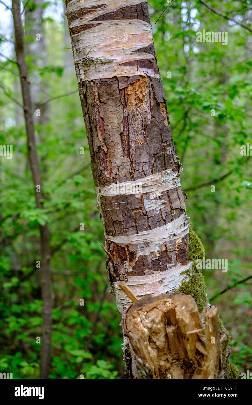 old dry tree trunks and stomps in green spring forest with dry leaves ...