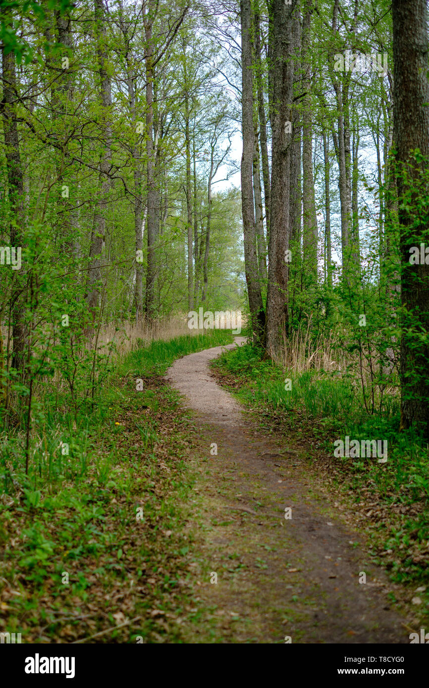small narrow foot path in summer green forest with green grass and ...