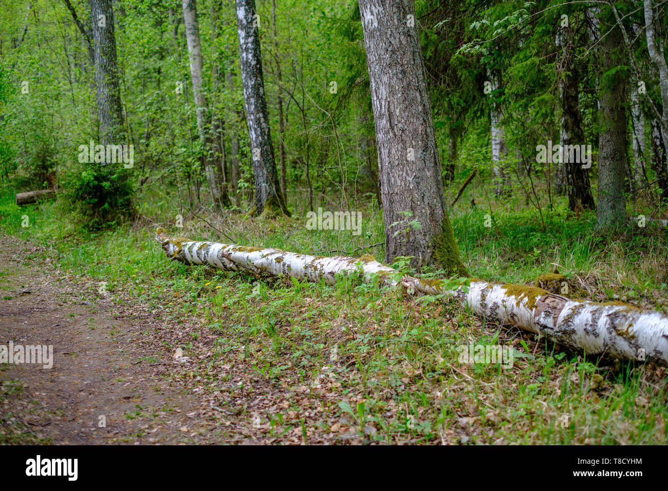 small narrow foot path in summer green forest with green grass and ...