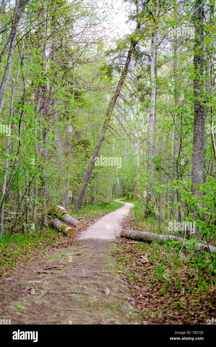 small narrow foot path in summer green forest with green grass and ...