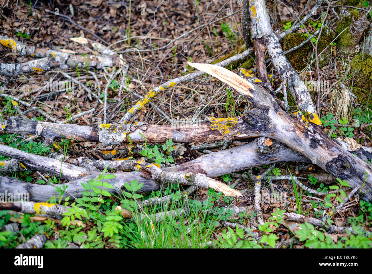 old dry tree trunks and stomps in green spring forest with dry leaves ...