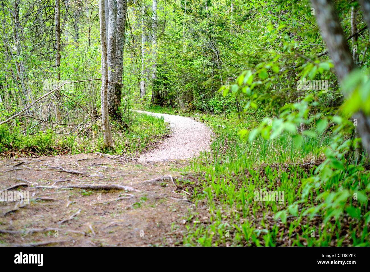 small narrow foot path in summer green forest with green grass and ...