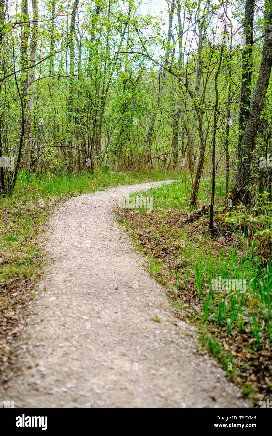 small narrow foot path in summer green forest with green grass and ...