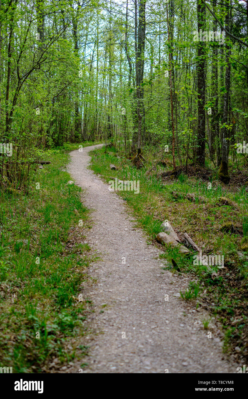 small narrow foot path in summer green forest with green grass and ...