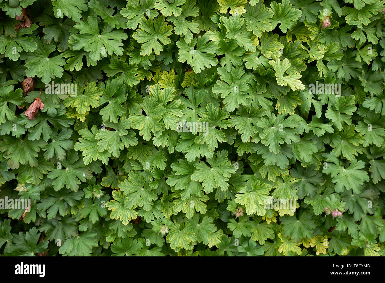 Big root geranium hi-res stock photography and images - Alamy