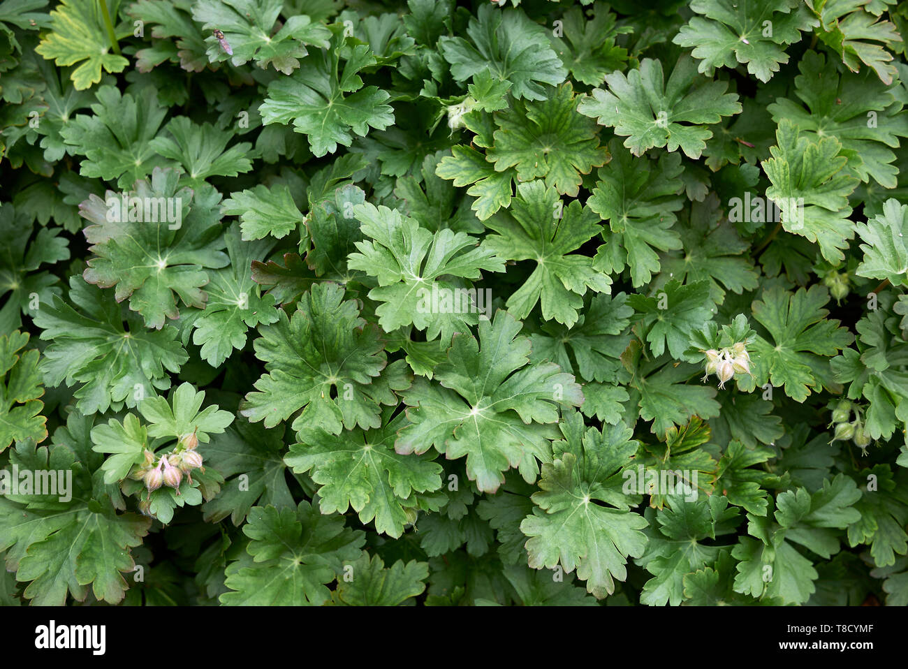 Big root geranium hi-res stock photography and images - Alamy