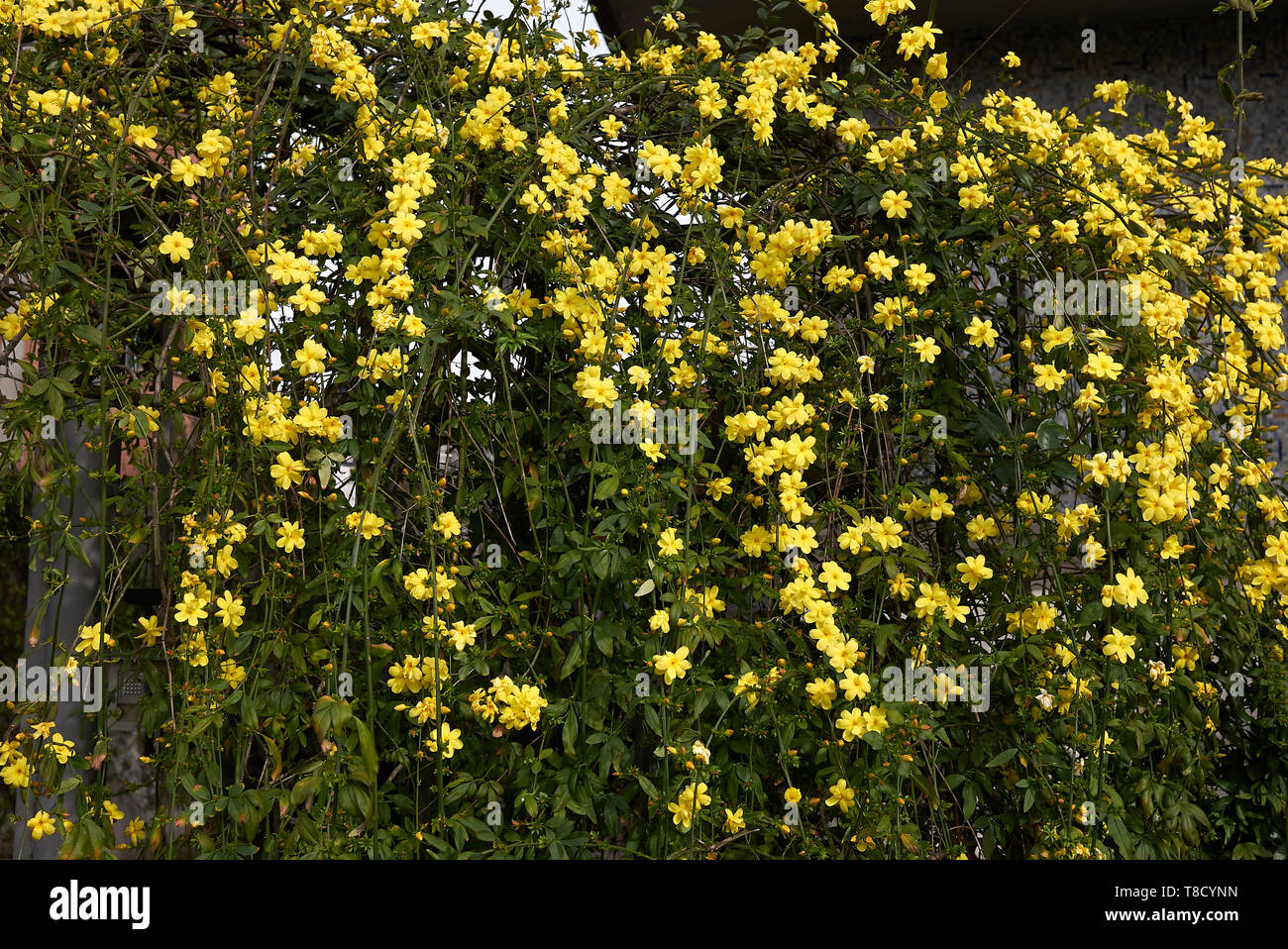 Japanese jasmine plant hi-res stock photography and images - Alamy