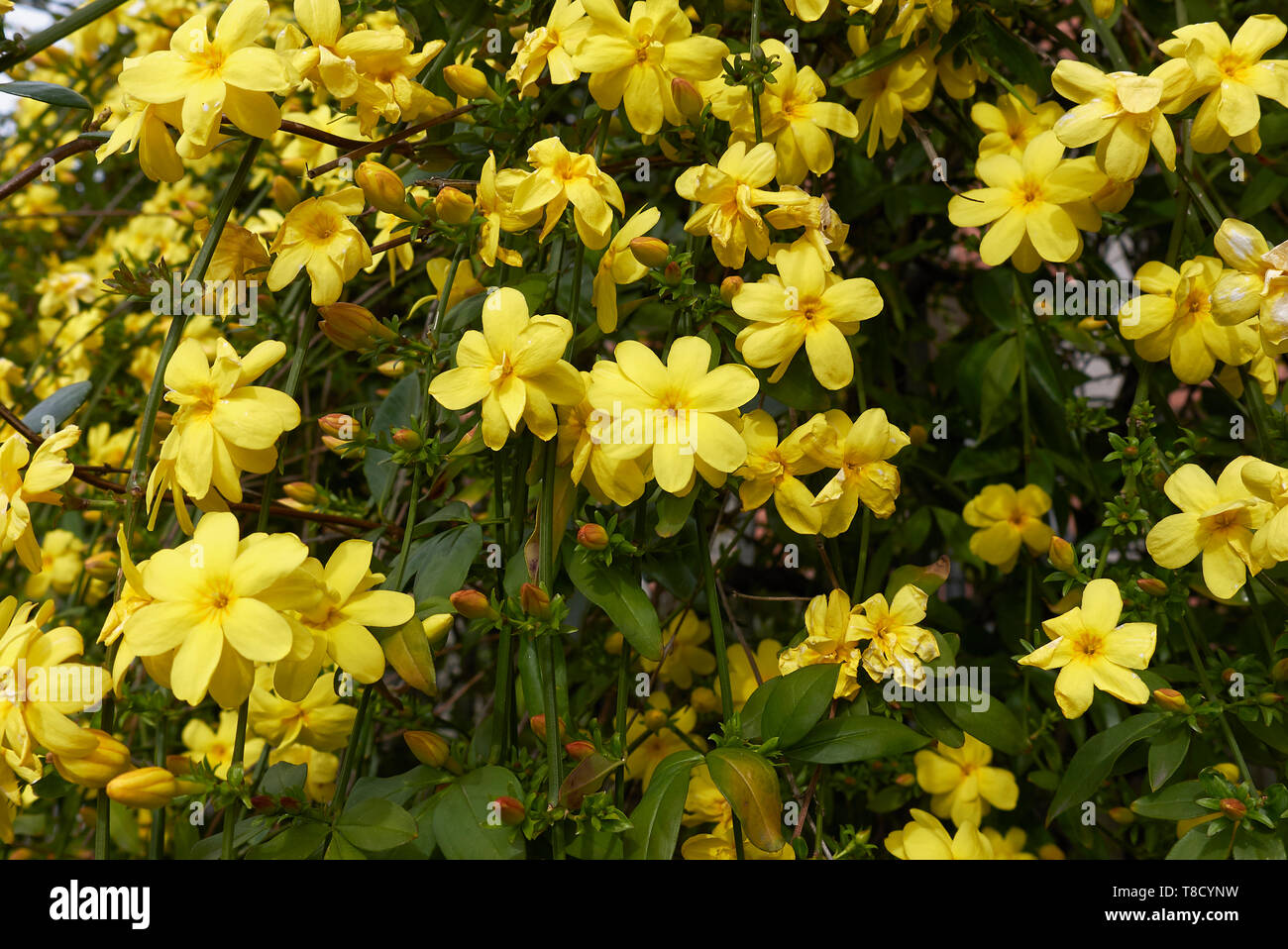 Primrose jasmine hi-res stock photography and images - Alamy