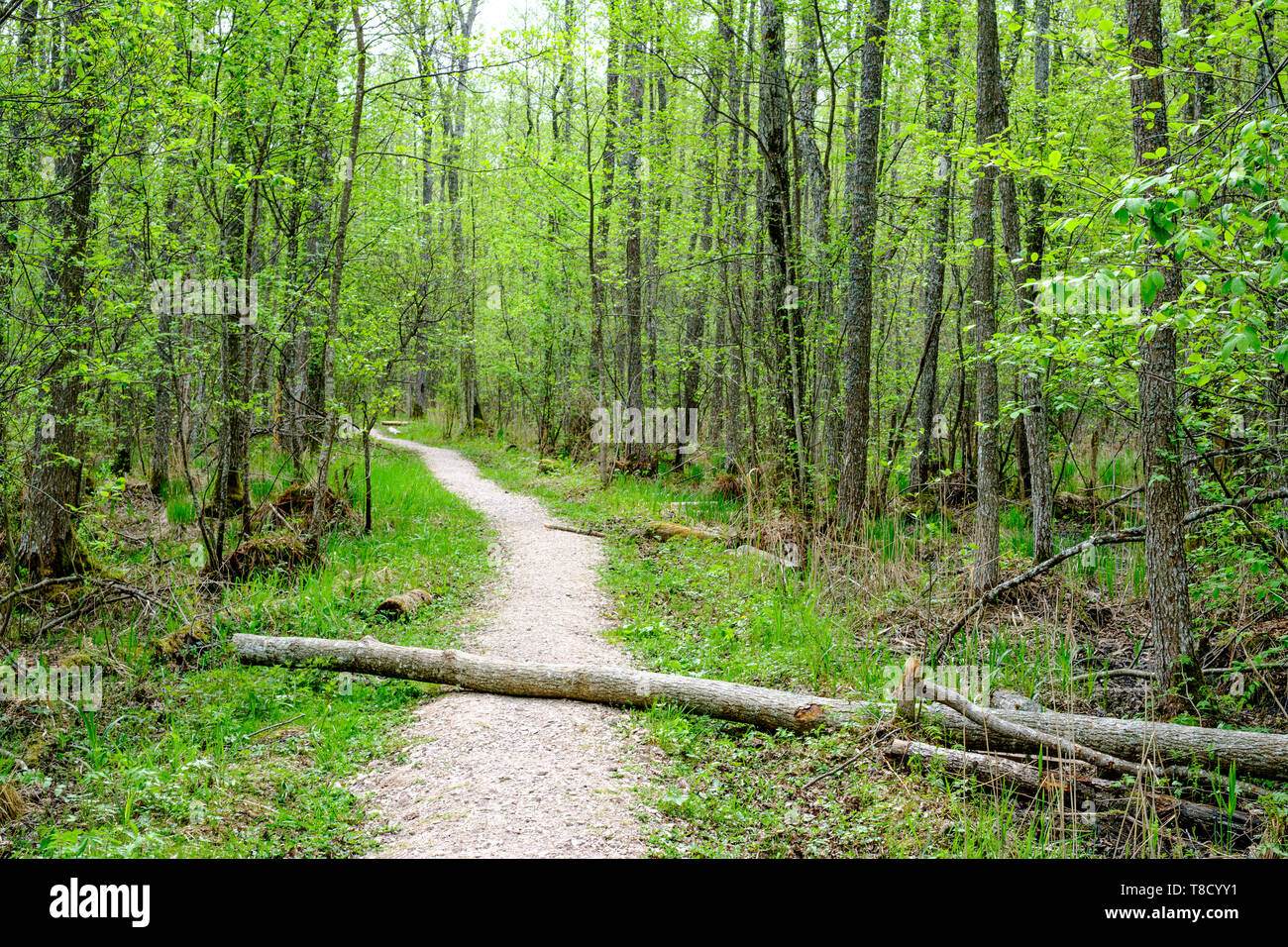 small narrow foot path in summer green forest with green grass and ...