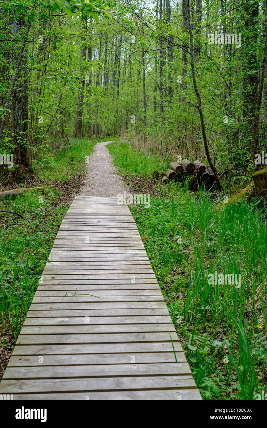 small narrow wooden plank foot path in summer green forest with green ...