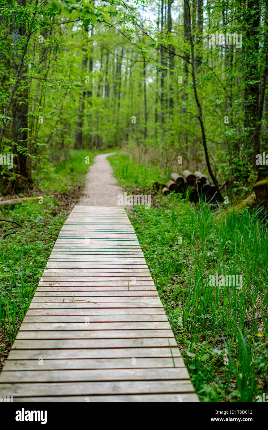 small narrow wooden plank foot path in summer green forest with green ...