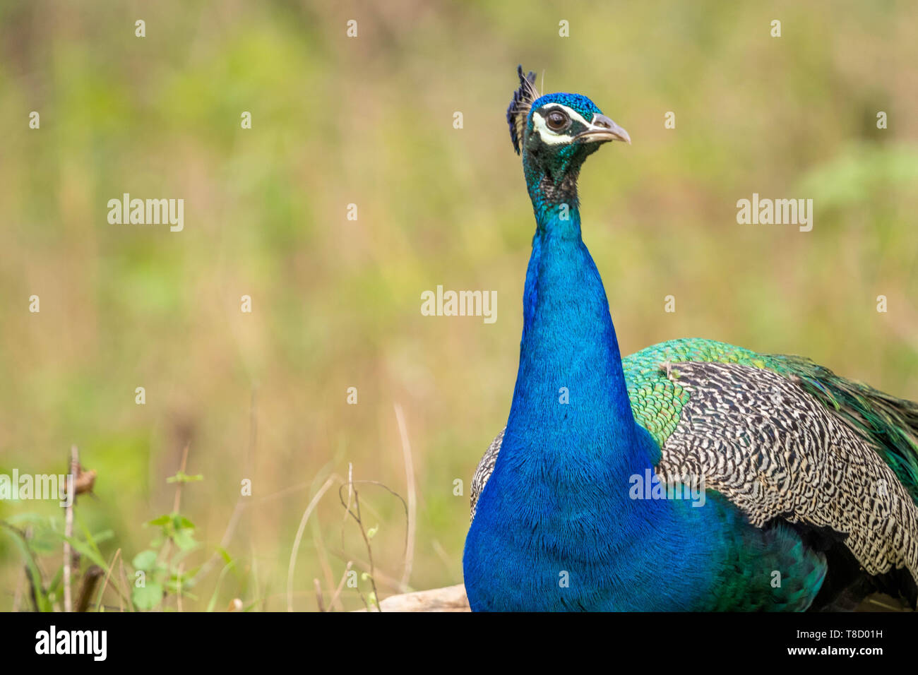 Indian peacock male peafowl at bandipur forest area Stock Photo - Alamy