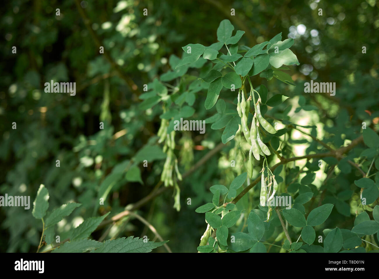 Laburnum anagyroides branch with fresh fruit Stock Photo - Alamy