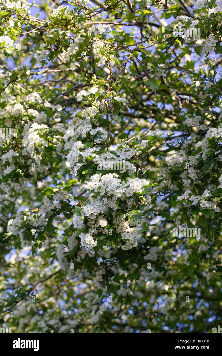 Hawthorn crataegus monogyna hedge hi-res stock photography and images ...