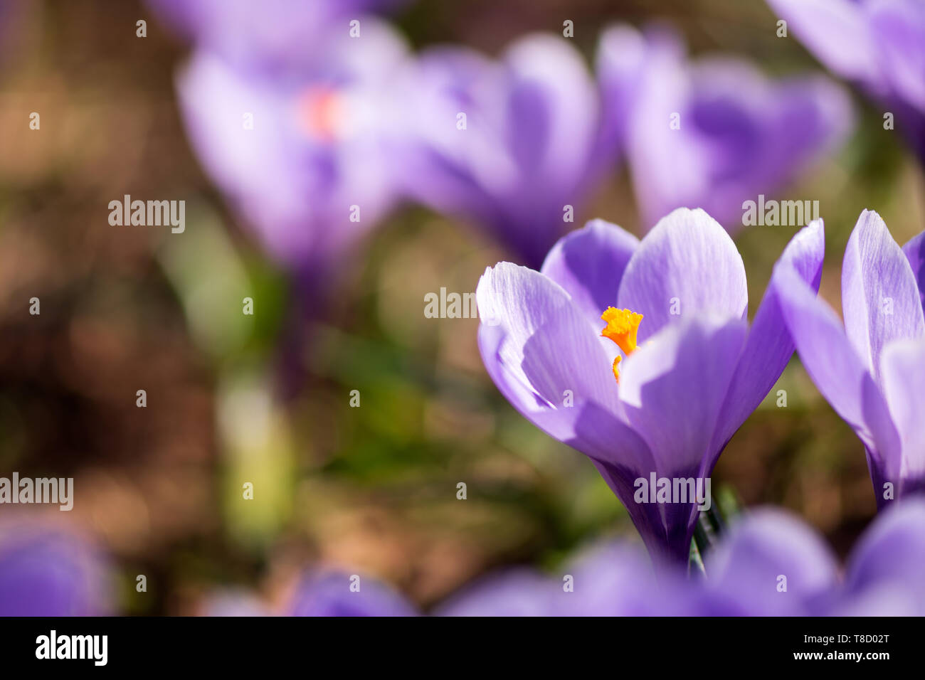 Early spring Crocus vernus Remembrance Stock Photo - Alamy