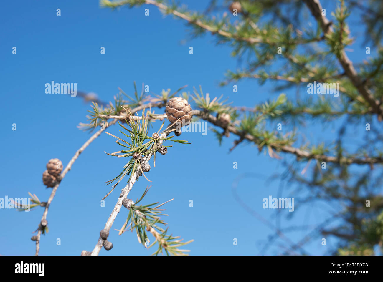 Branch deciduous tree cones hi-res stock photography and images - Alamy