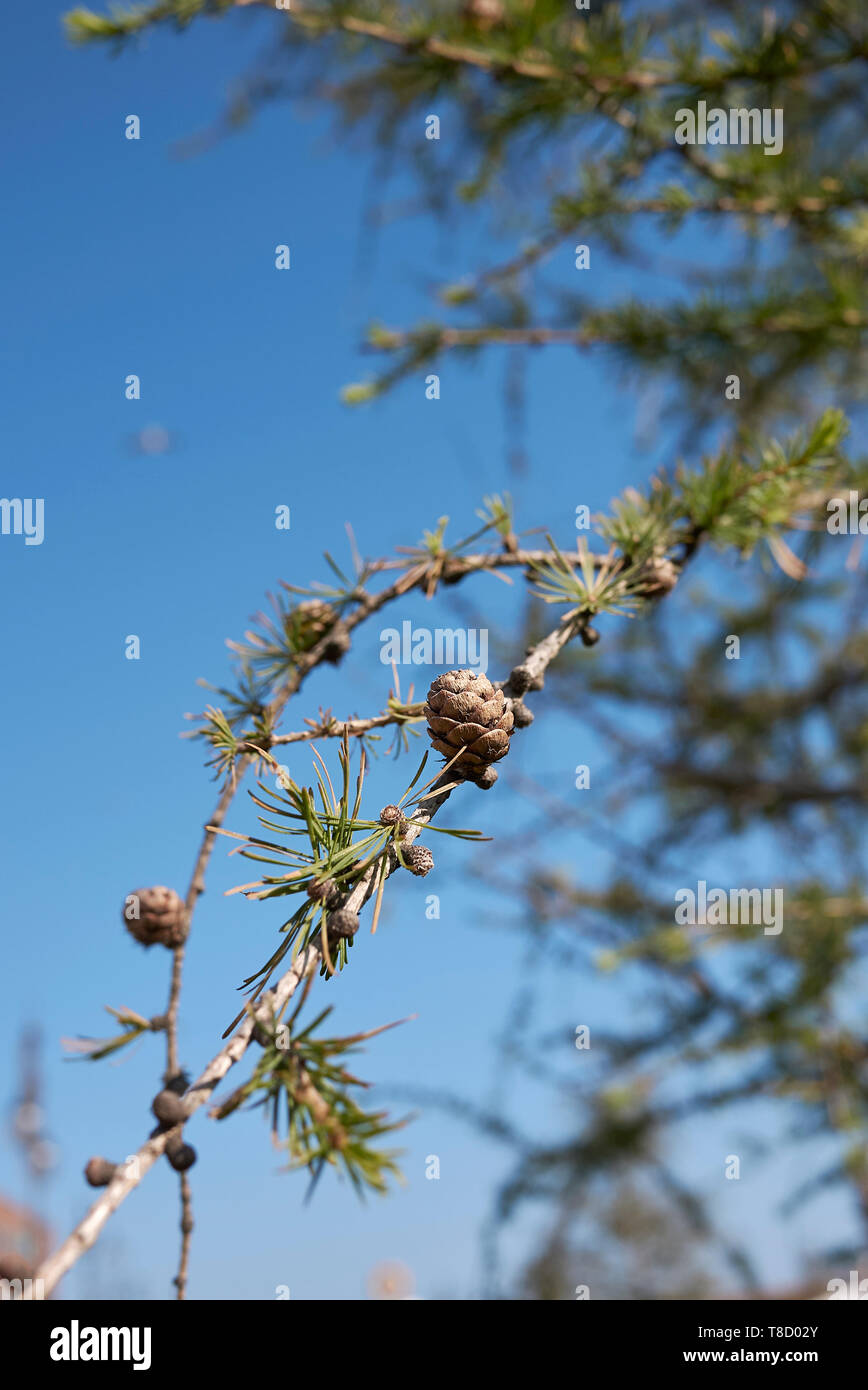 Branch deciduous tree cones hi-res stock photography and images - Alamy