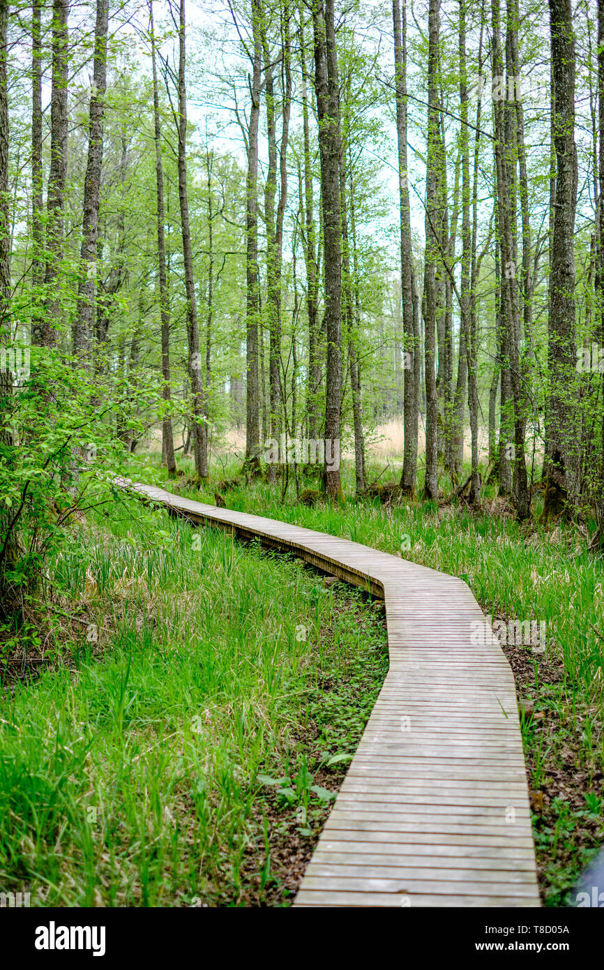 small narrow wooden plank foot path in summer green forest with green ...