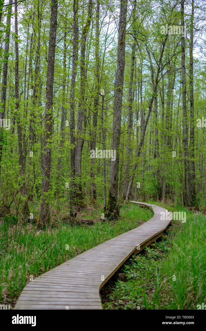 small narrow wooden plank foot path in summer green forest with green ...