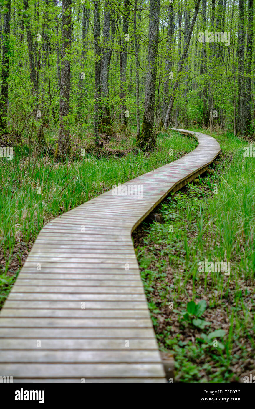 small narrow wooden plank foot path in summer green forest with green ...