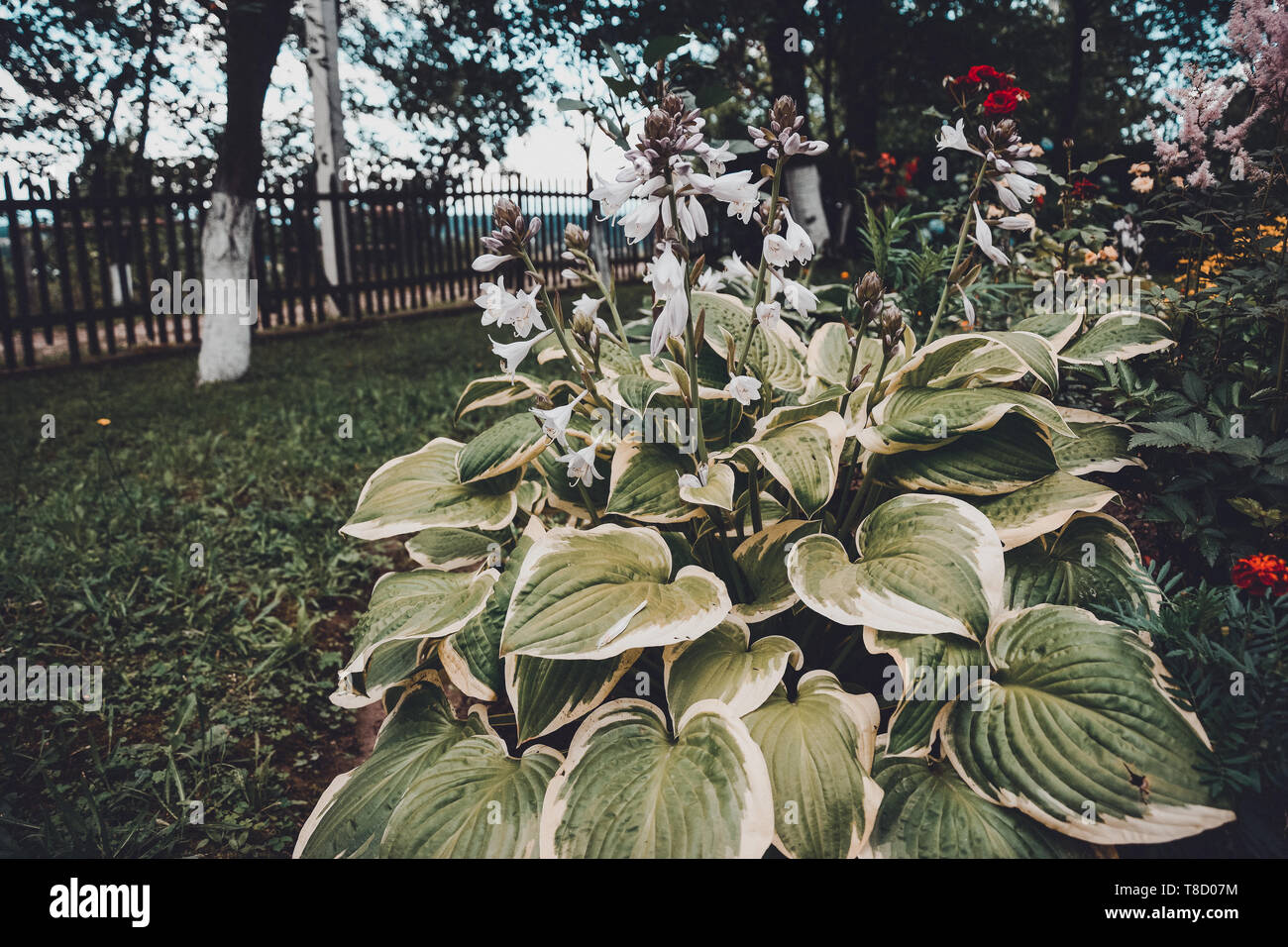 Hosta is a genus of plants commonly known as hostas, plantain lilies ...