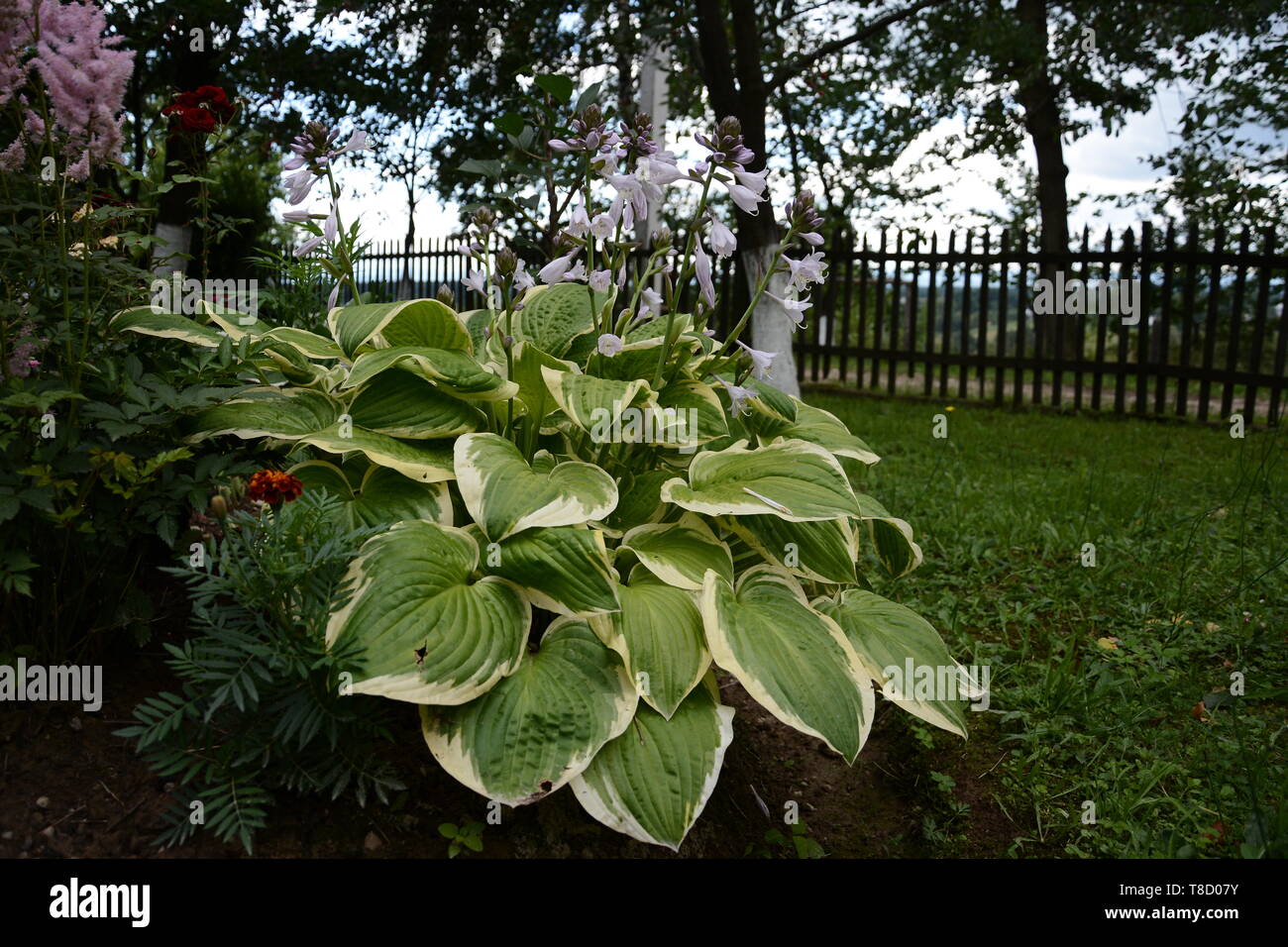 Hosta is a genus of plants commonly known as hostas, plantain lilies ...