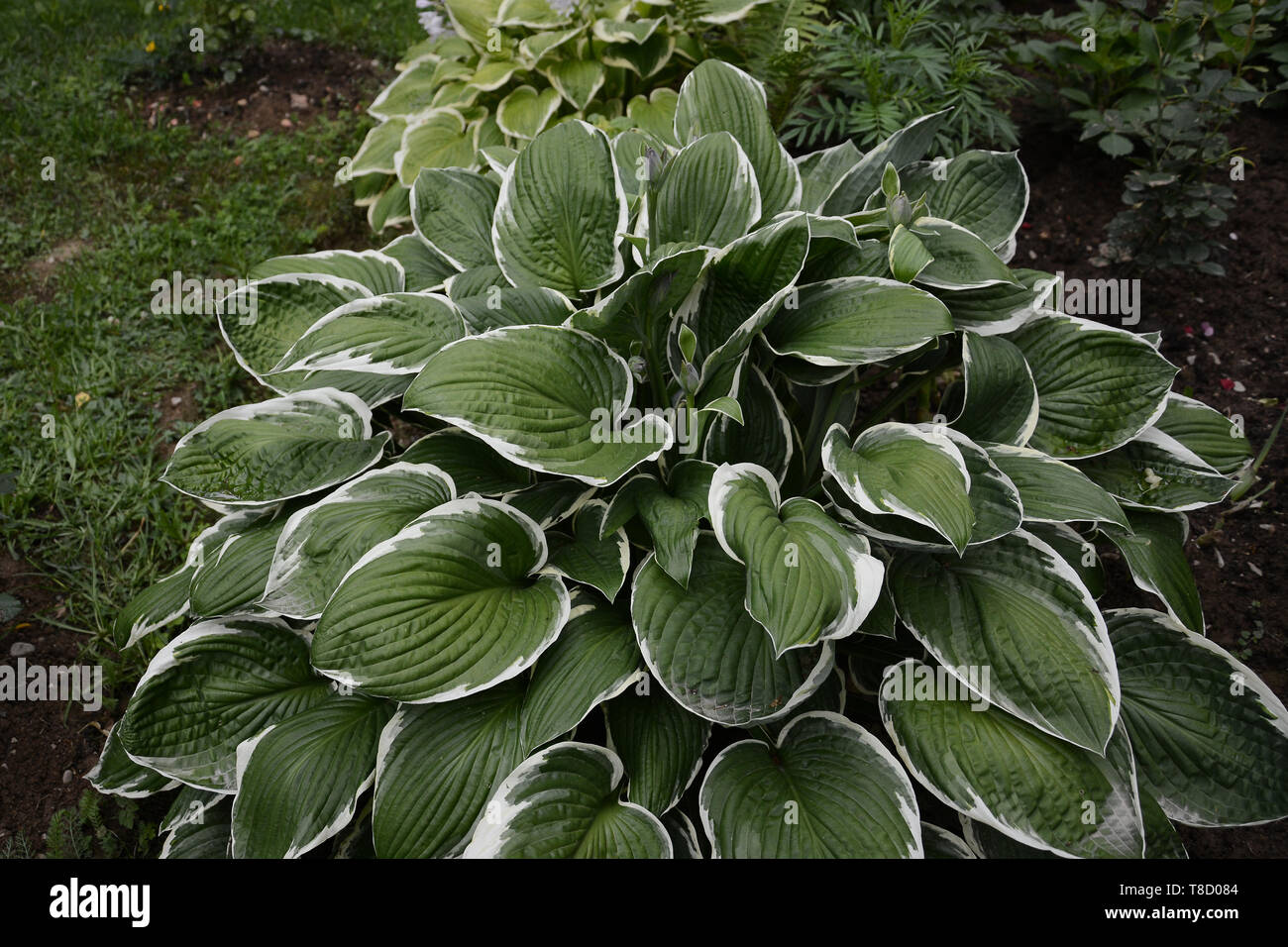 Hosta is a genus of plants commonly known as hostas, plantain lilies ...