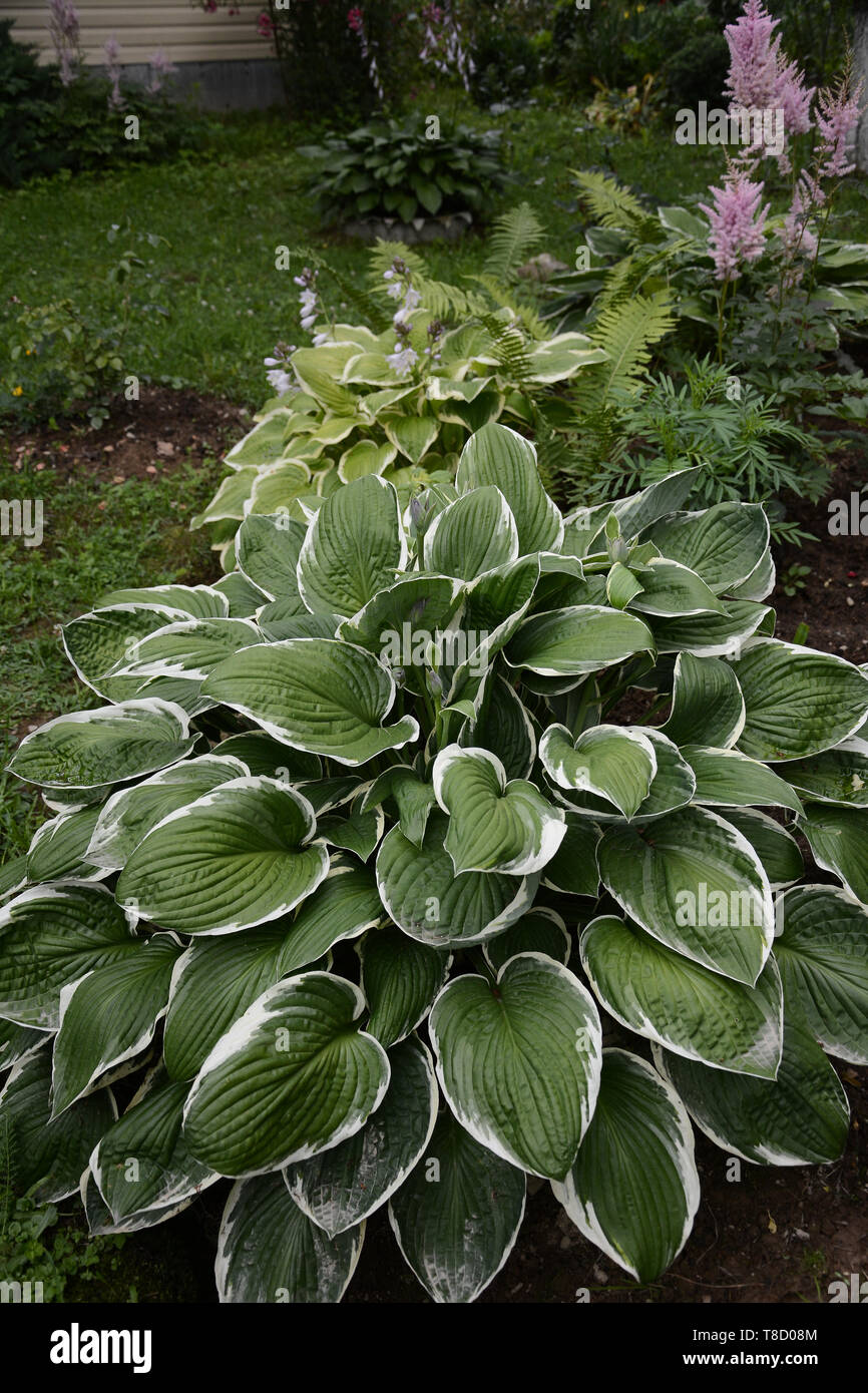 Hosta is a genus of plants commonly known as hostas, plantain lilies ...