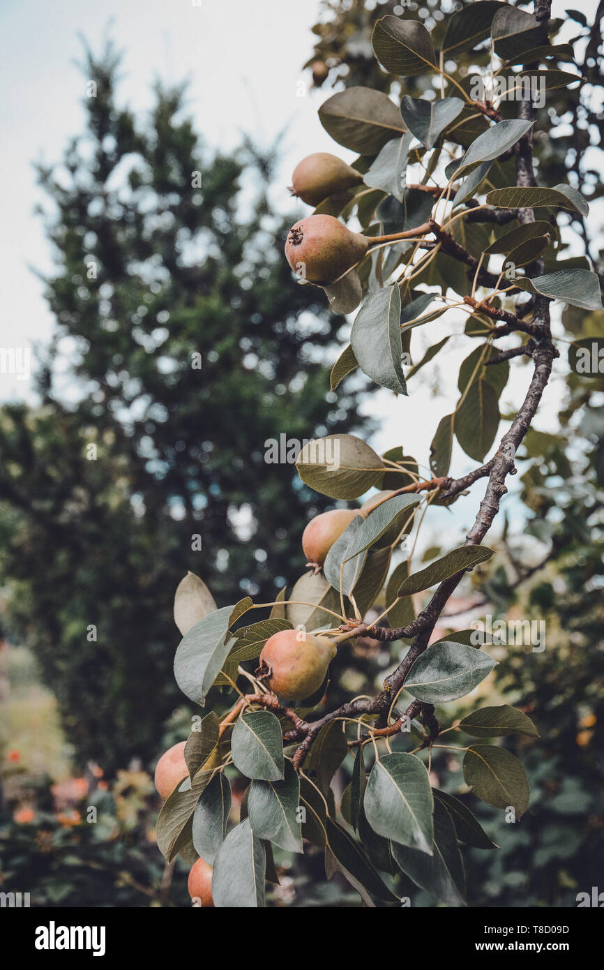Pear tree hanging on the green garden in the summer garden Stock Photo ...