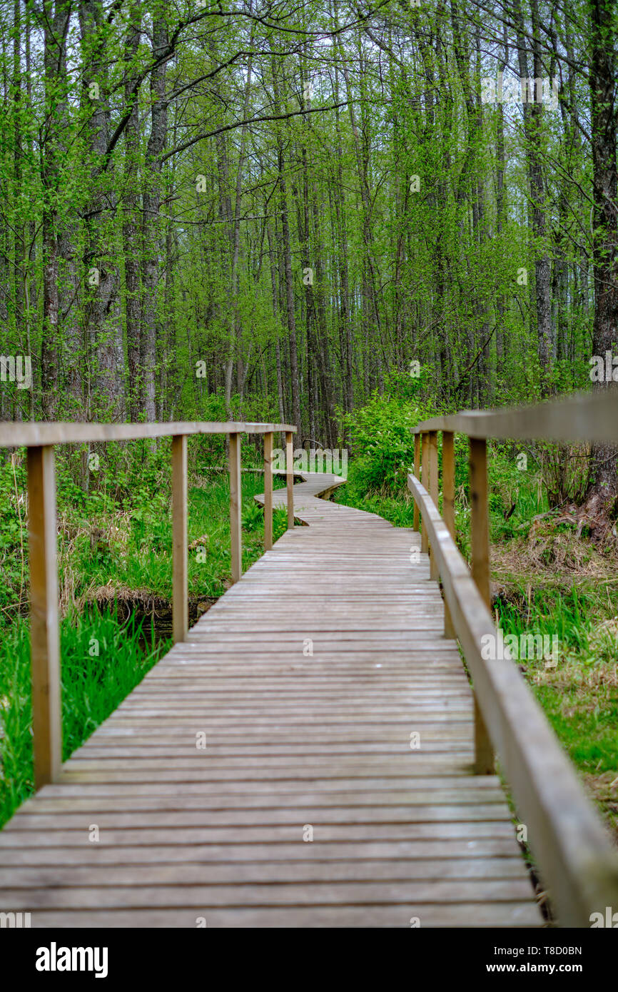 small narrow wooden plank foot path in summer green forest with green ...