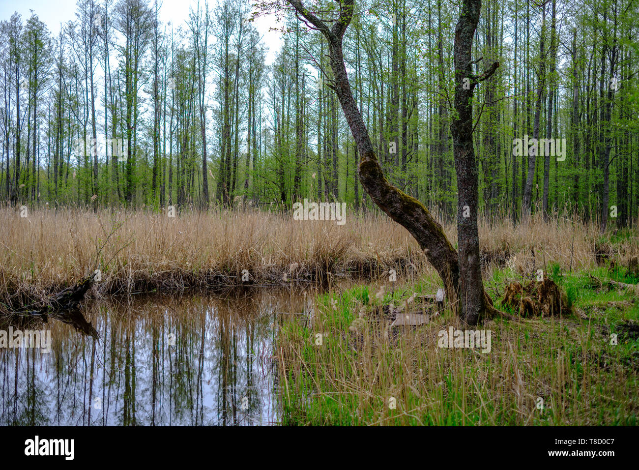 small forest river with calm water and reflections from trees in it ...