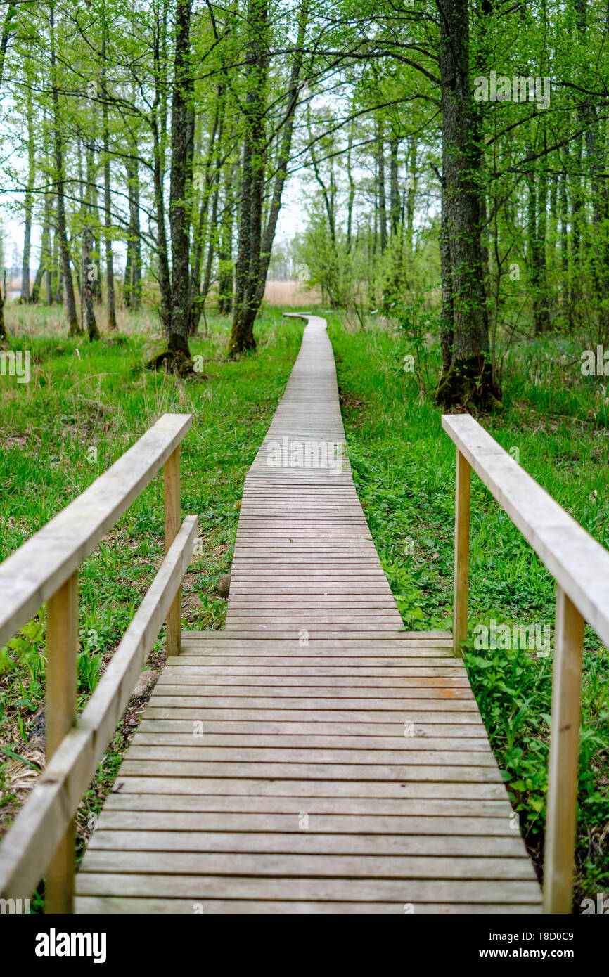 small narrow wooden plank foot path in summer green forest with green ...