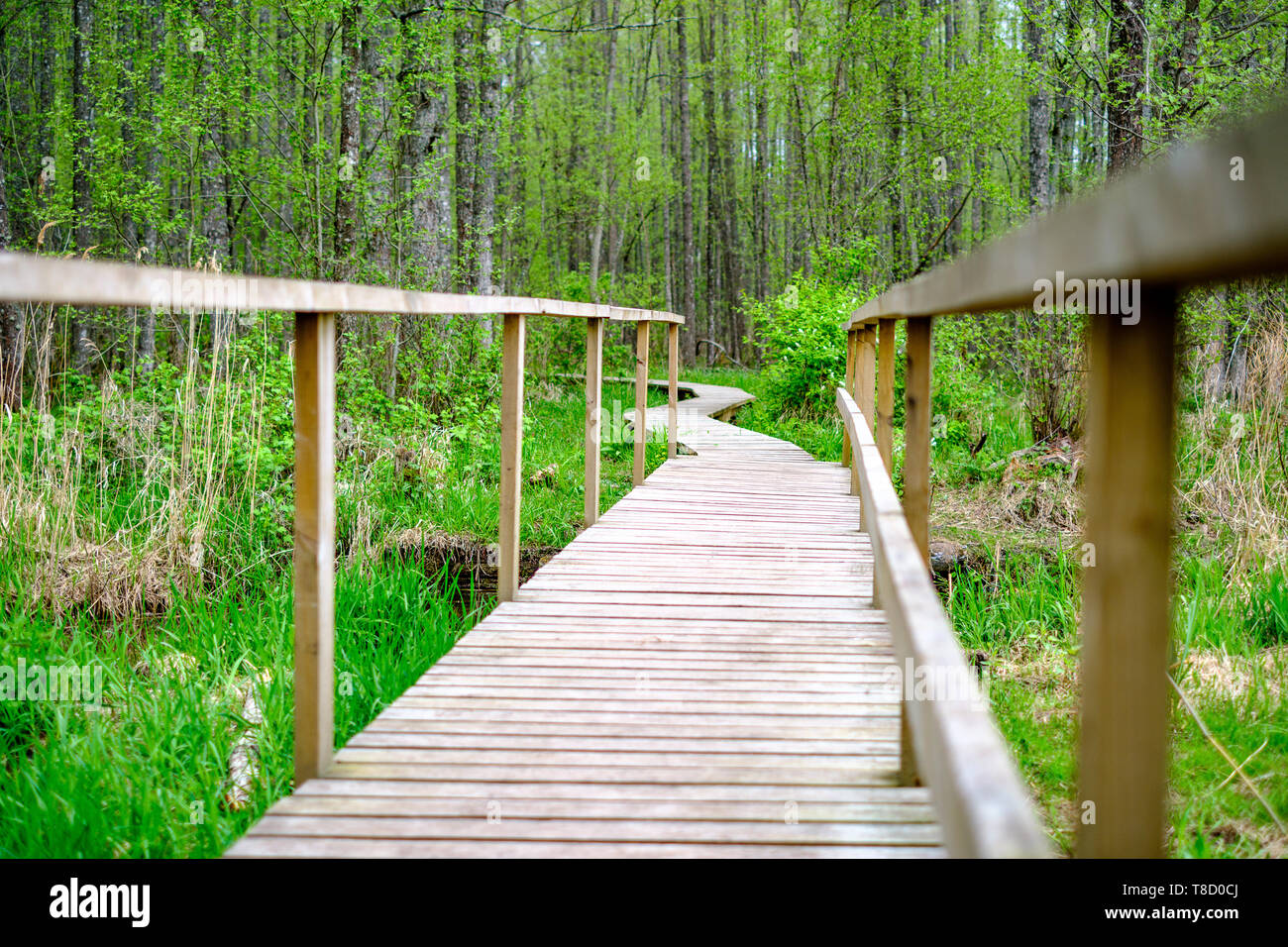 small narrow wooden plank foot path in summer green forest with green ...