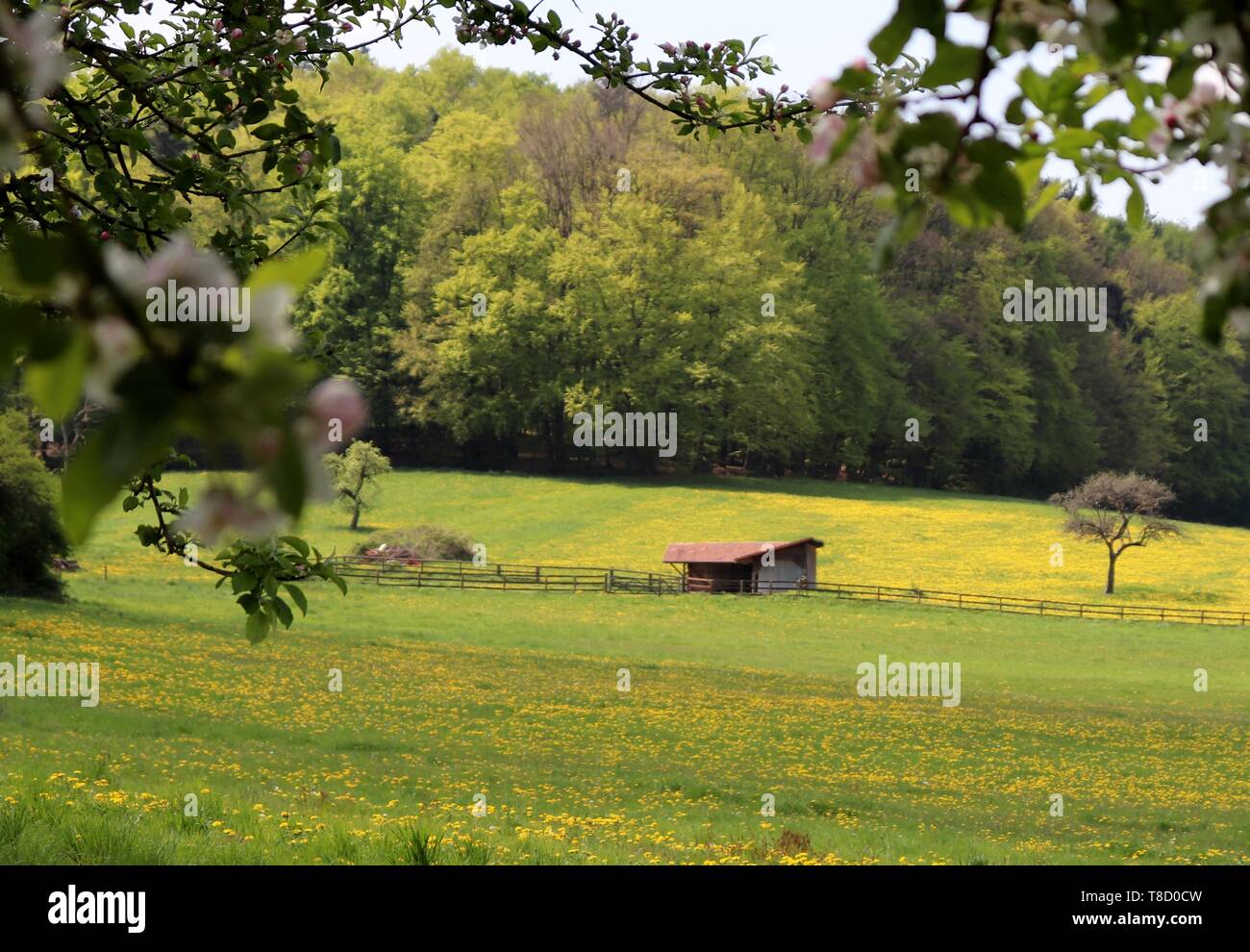 flower-filled meadow on a farm in Germany in the spring. The farm is ...