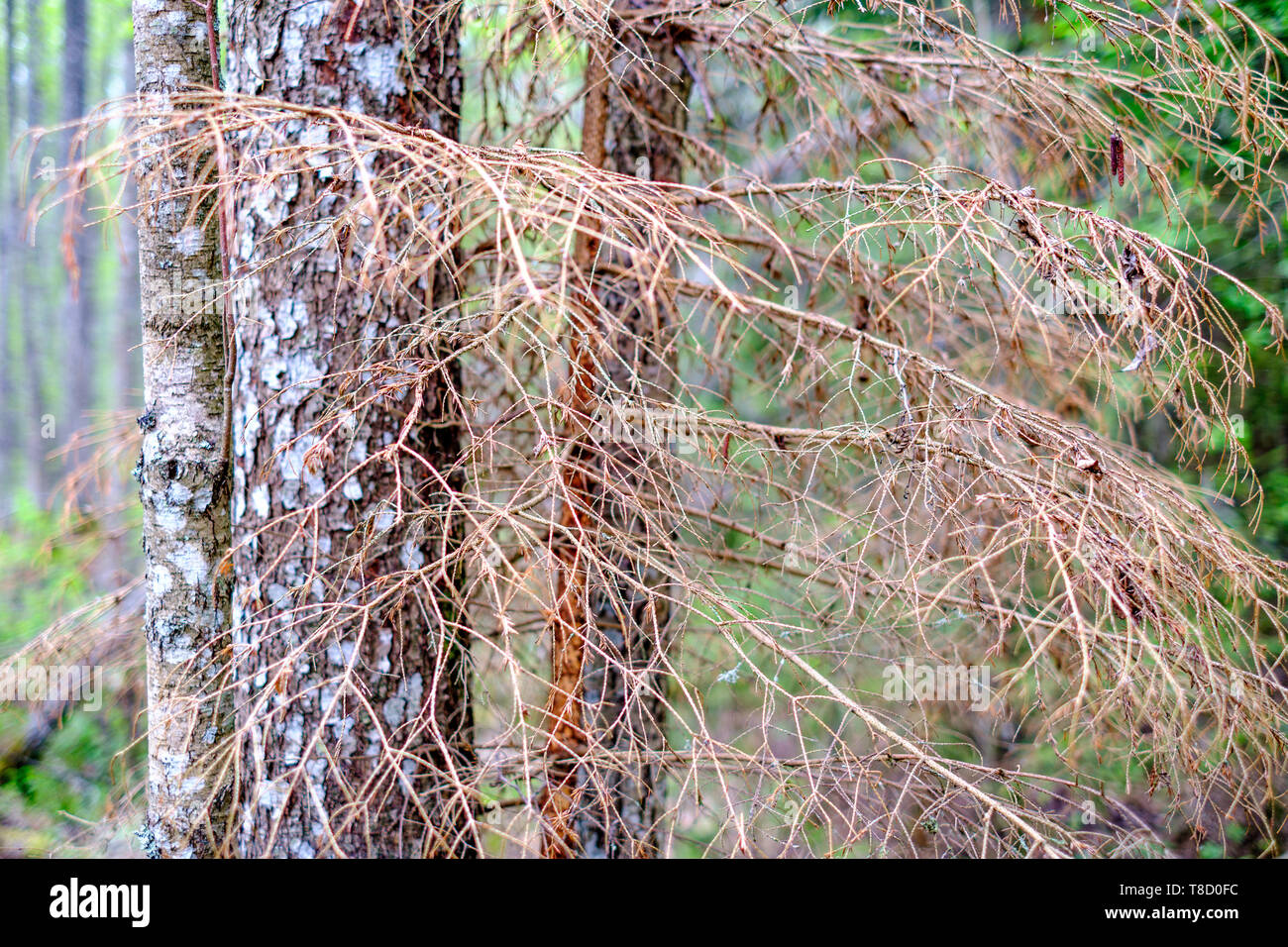 old dry tree trunks and stomps in green spring forest with dry leaves ...