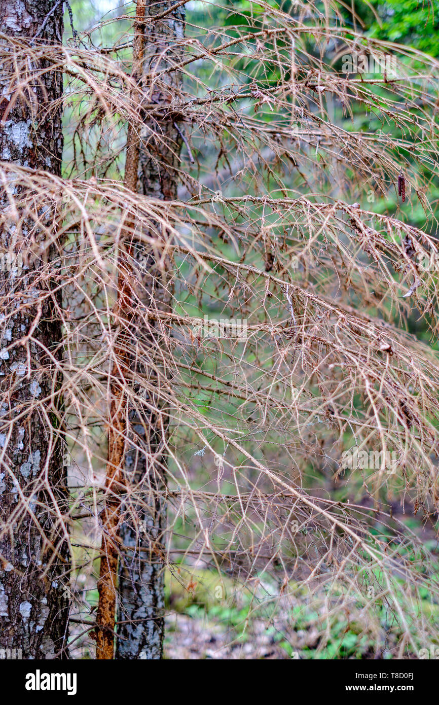 old dry tree trunks and stomps in green spring forest with dry leaves ...