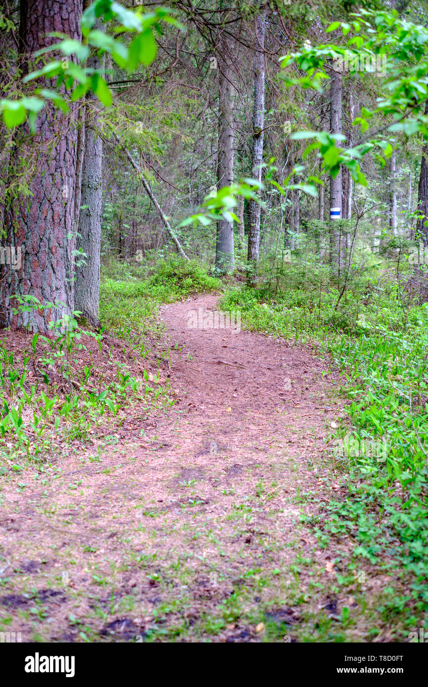 small narrow foot path in summer green forest with green grass and ...