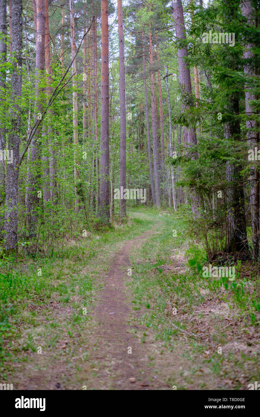 small narrow foot path in summer green forest with green grass and ...