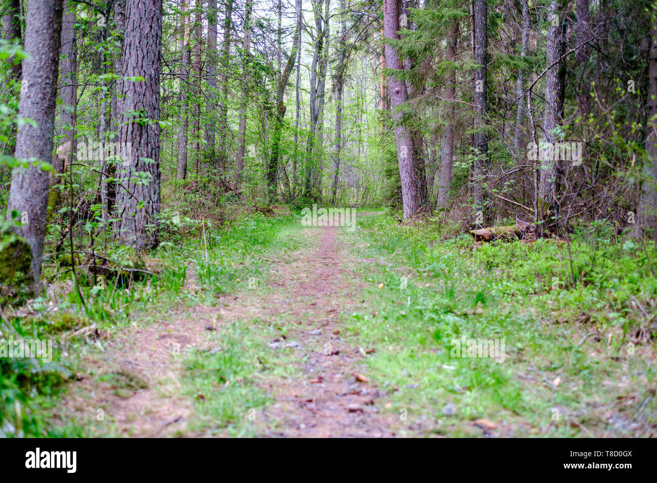 small narrow foot path in summer green forest with green grass and ...