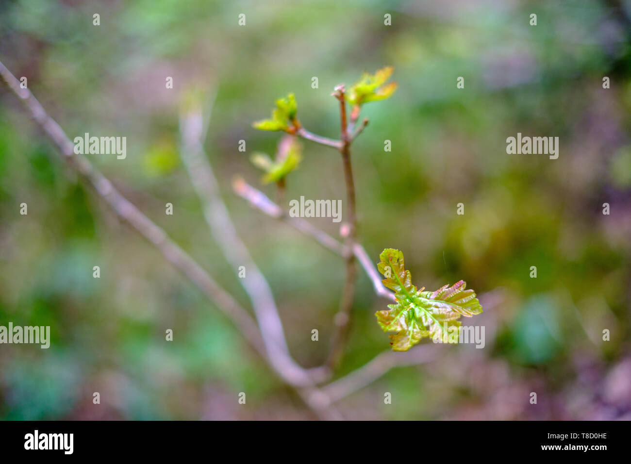 fresh young tree leaves in spring. macro shoot with blur background ...