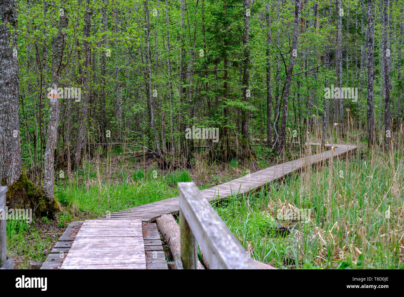small narrow wooden plank foot path in summer green forest with green ...