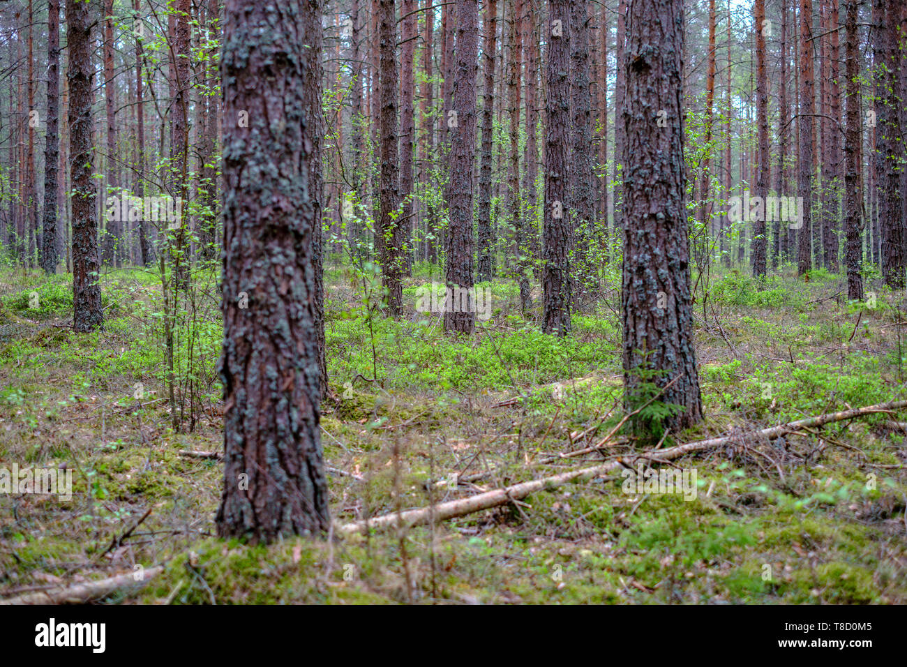 dense tree trunk wall growe texture in the forest in spring time Stock ...