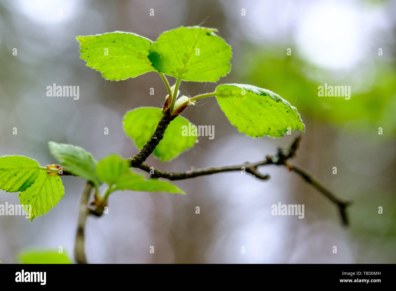 fresh young tree leaves in spring. macro shoot with blur background ...