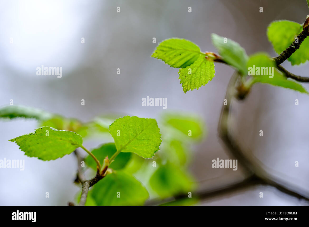 fresh young tree leaves in spring. macro shoot with blur background ...