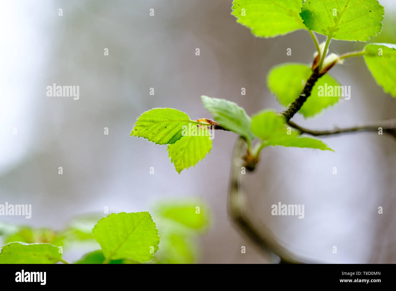 fresh young tree leaves in spring. macro shoot with blur background ...