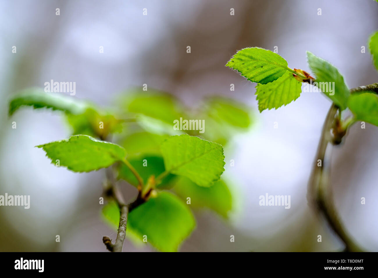 fresh young tree leaves in spring. macro shoot with blur background ...