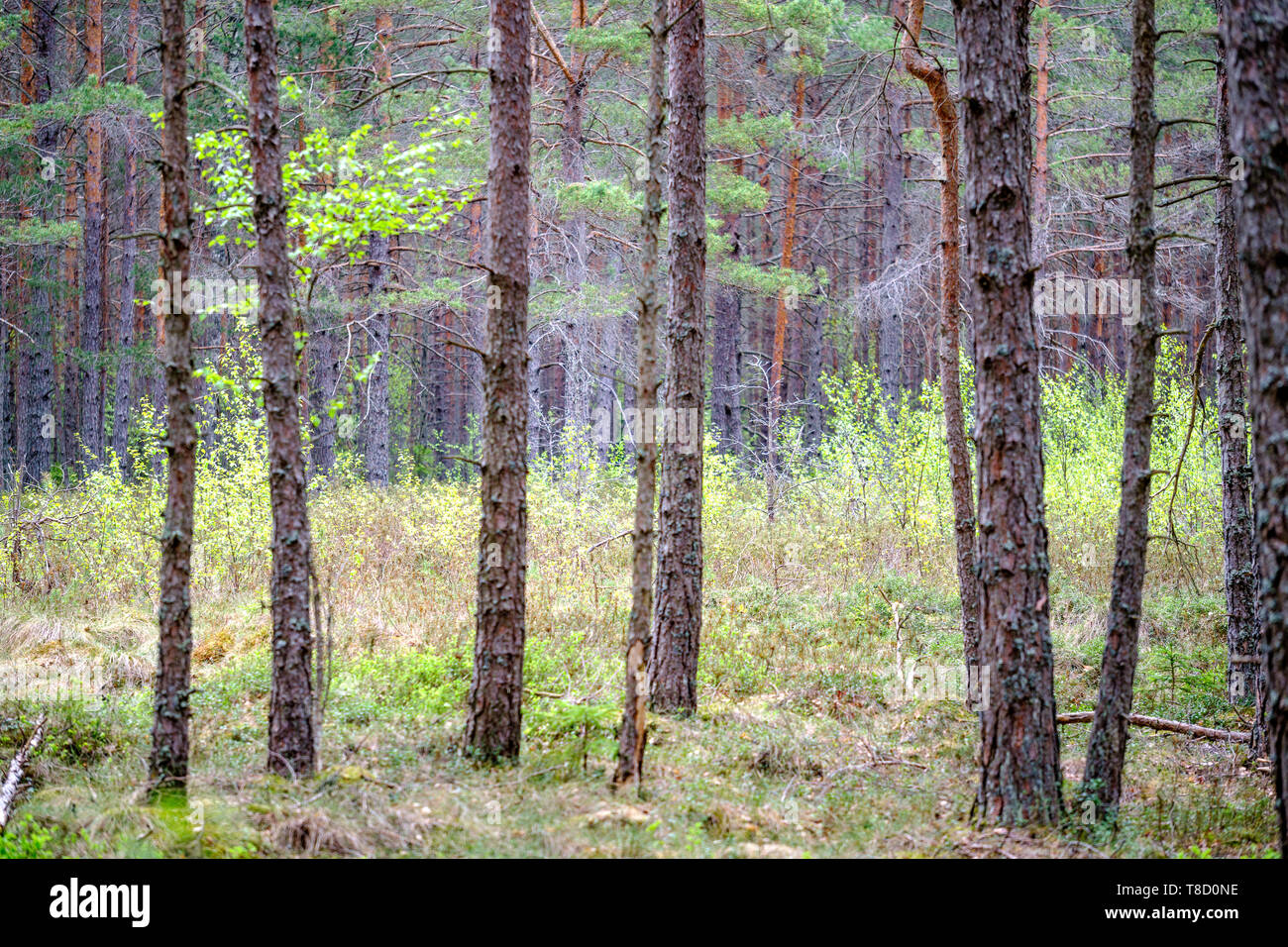 dense tree trunk wall growe texture in the forest in spring time Stock ...