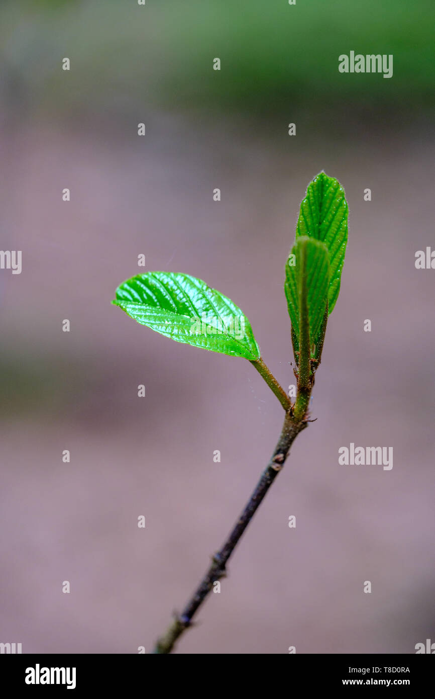 fresh young tree leaves in spring. macro shoot with blur background ...