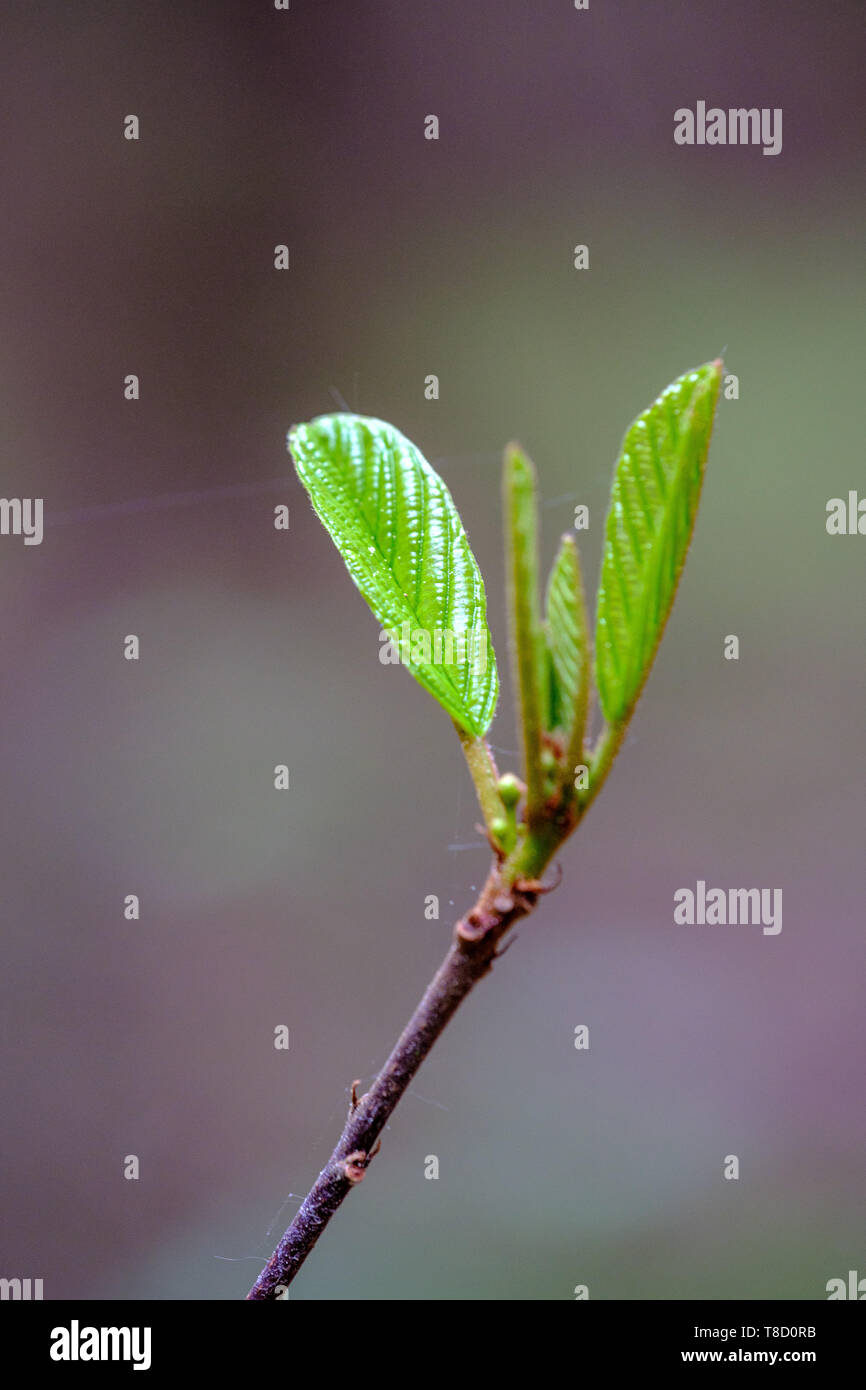 fresh young tree leaves in spring. macro shoot with blur background ...