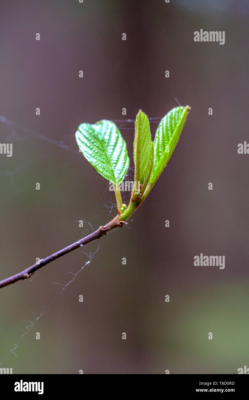 fresh young tree leaves in spring. macro shoot with blur background ...